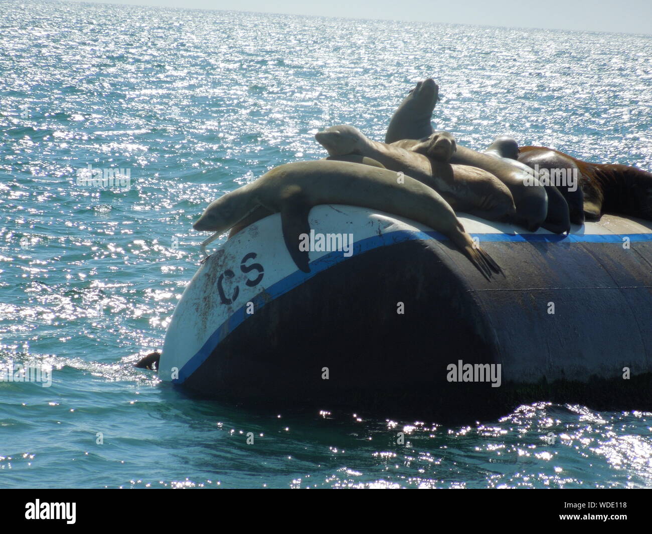 Group of seals hi-res stock photography and images - Alamy