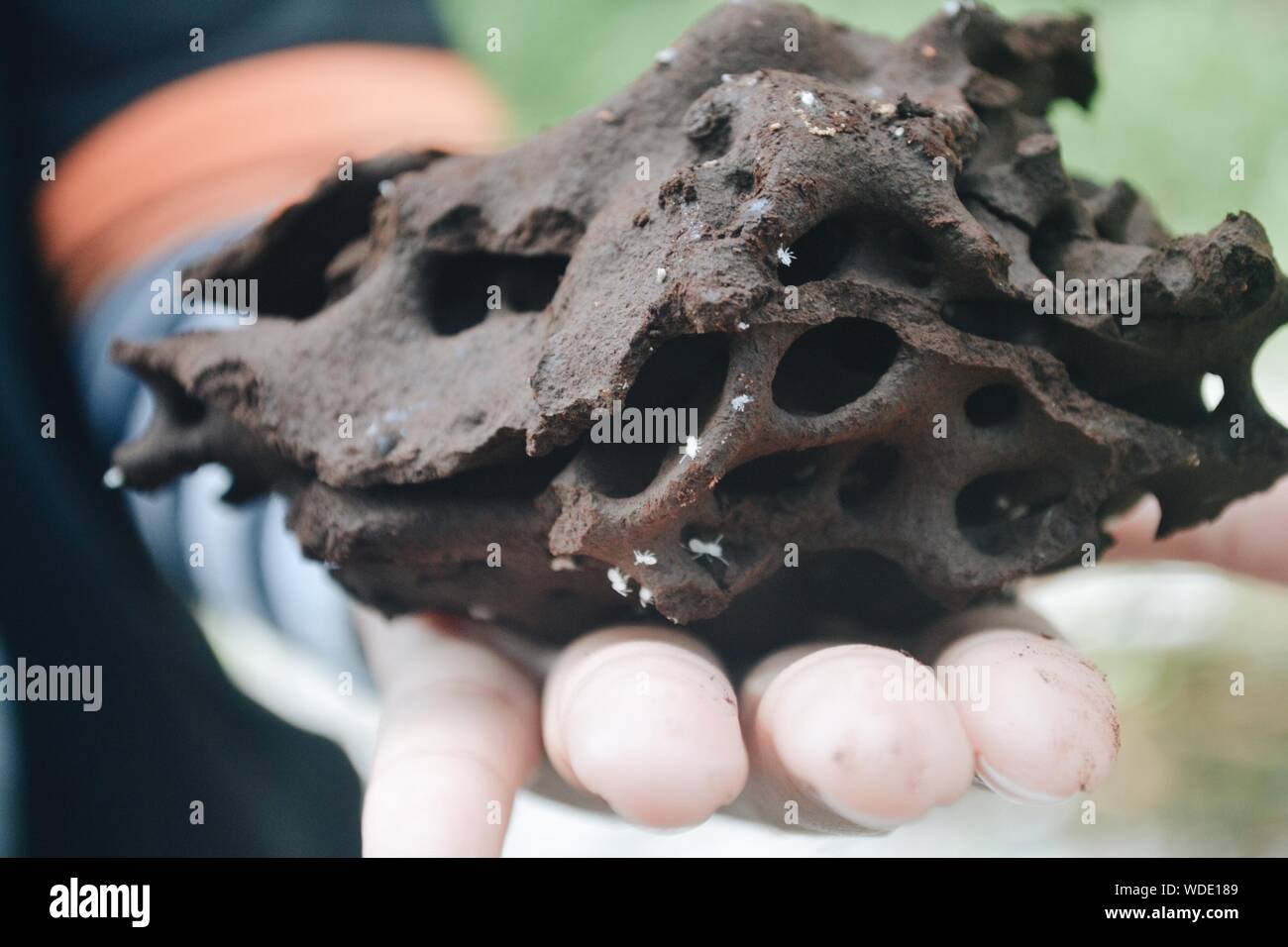 Person termite hi-res stock photography and images - Alamy