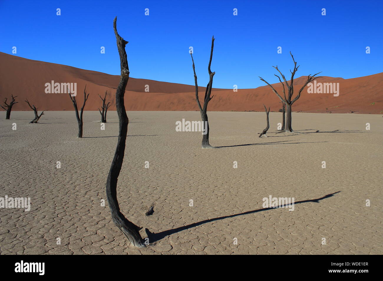 Dead Vlei is a white clay basin in the Namib desert in Namibia. The ...