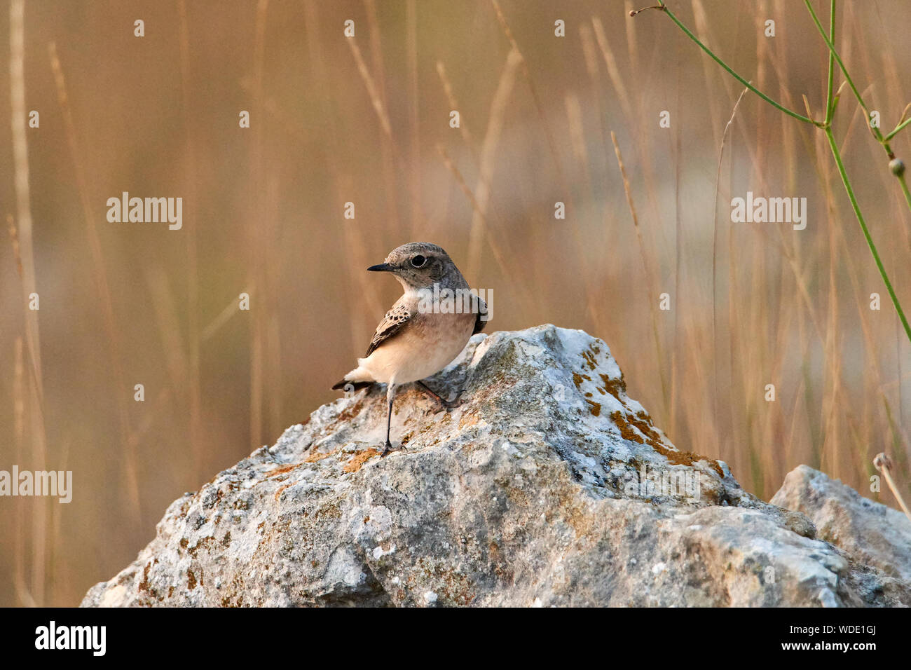 Small insectivorous passerine bird hi-res stock photography and images ...