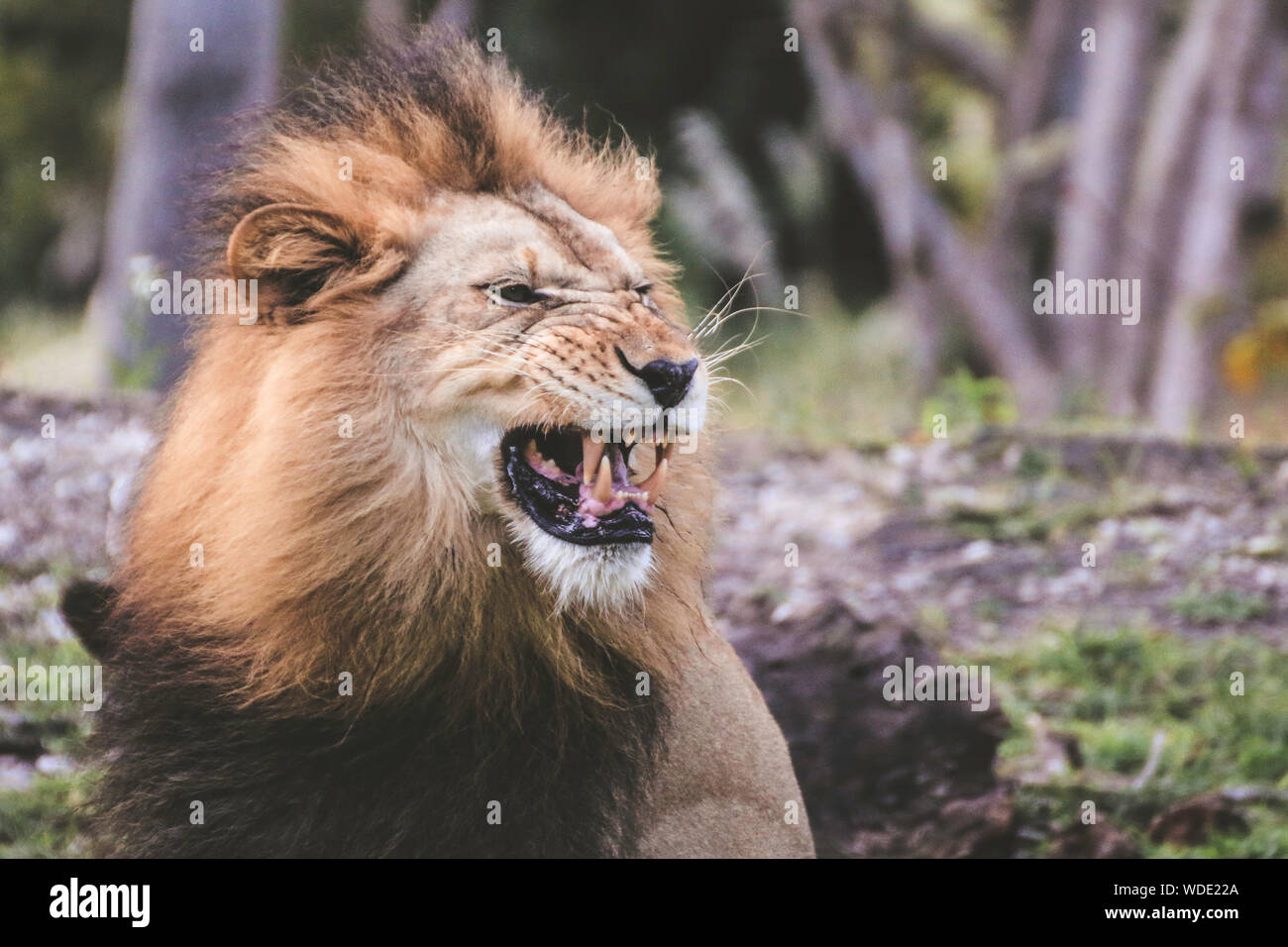 Male roaring lion head hi-res stock photography and images - Alamy