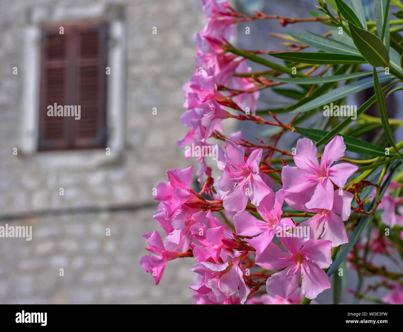 Pink Oleander in full bloom with grey wall in the background and wooden ...