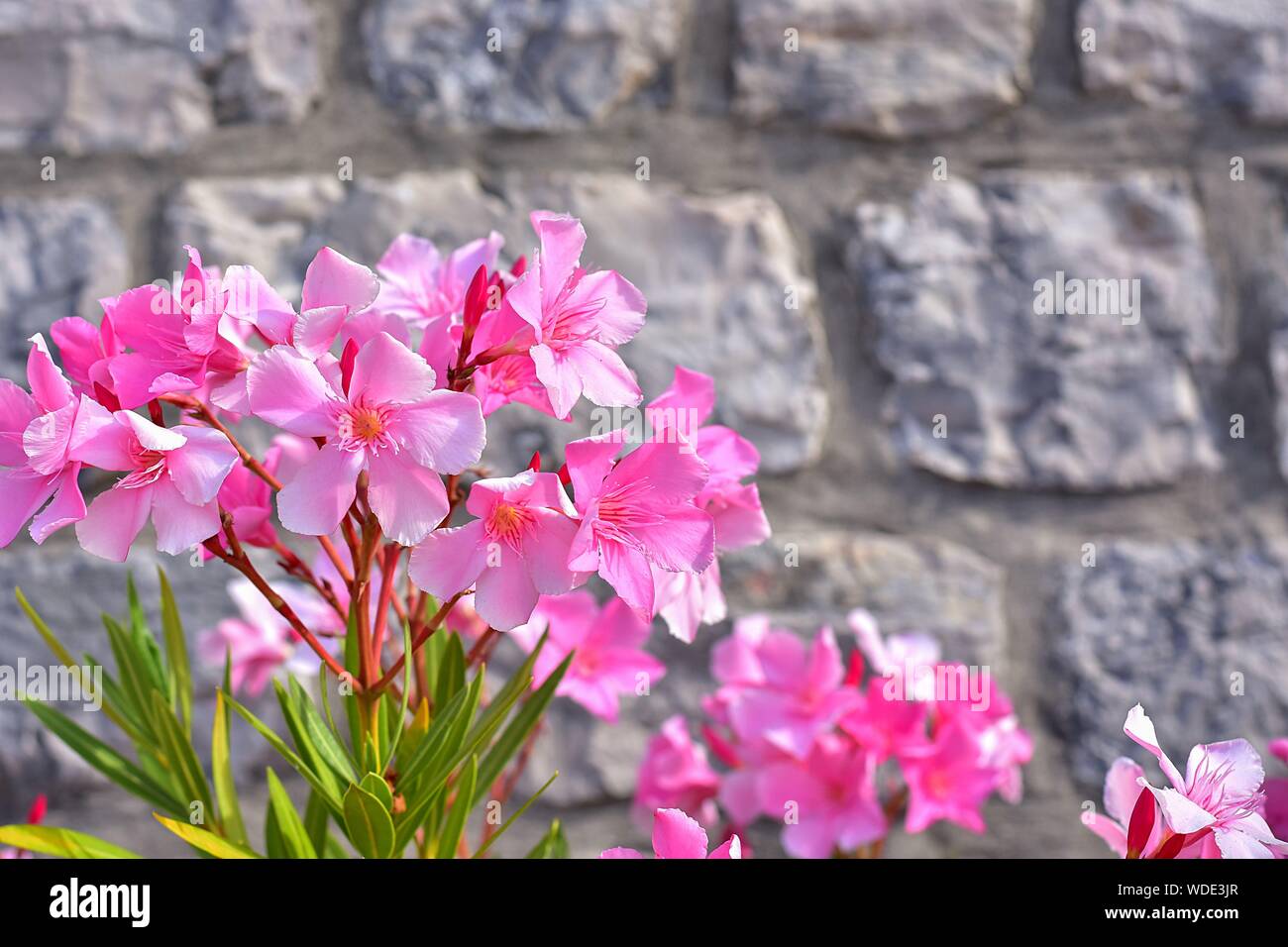 Pink Oleander in full bloom with grey wall in the background Stock ...