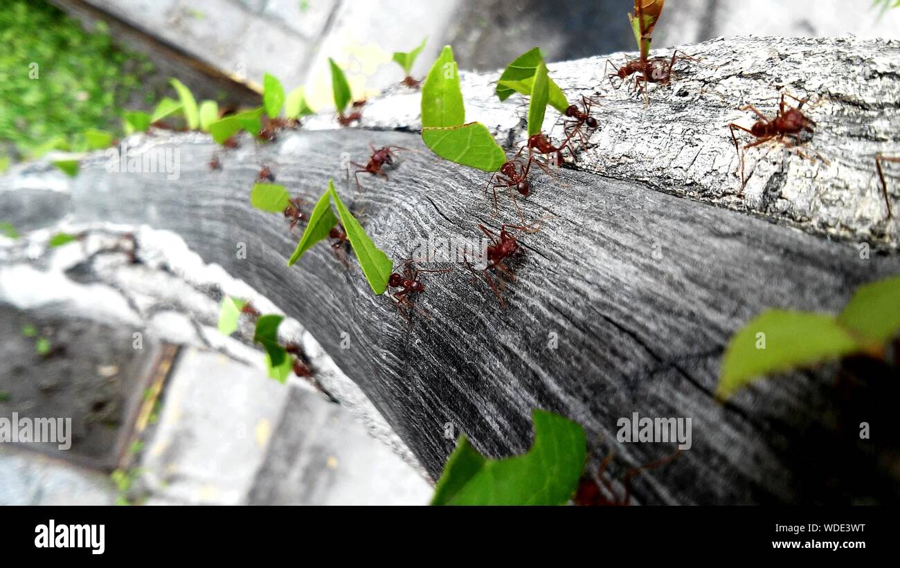 Group of ants leaves hi-res stock photography and images - Alamy