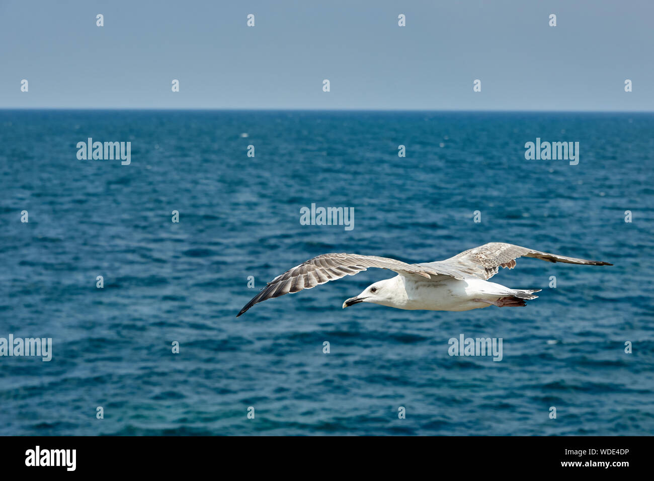 Blue ocean seagull hi-res stock photography and images - Alamy