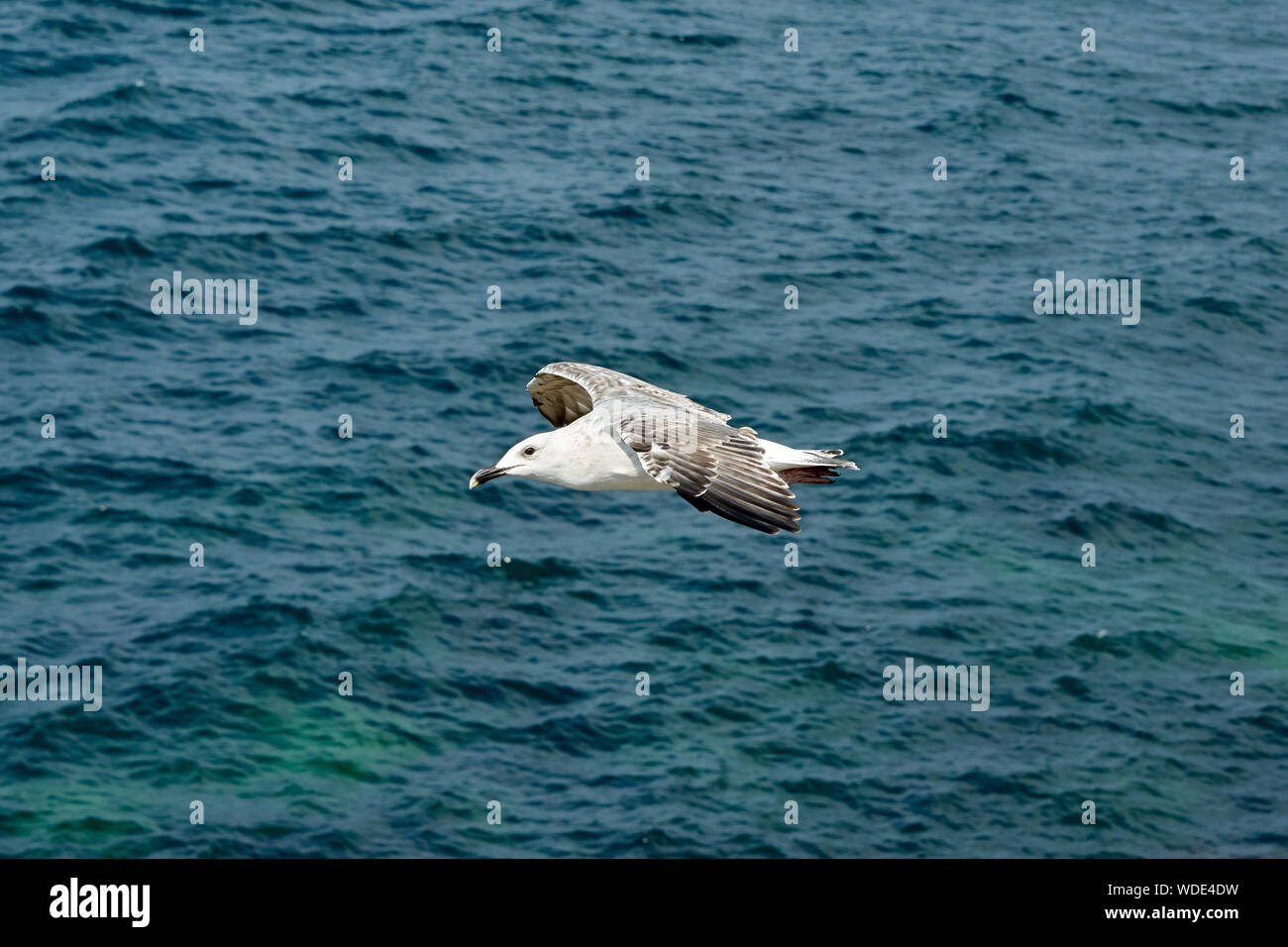Mid blue sea hi-res stock photography and images - Alamy
