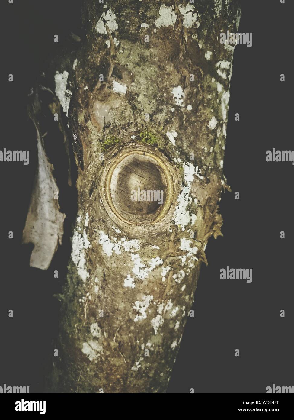 Cut bark hi-res stock photography and images - Alamy