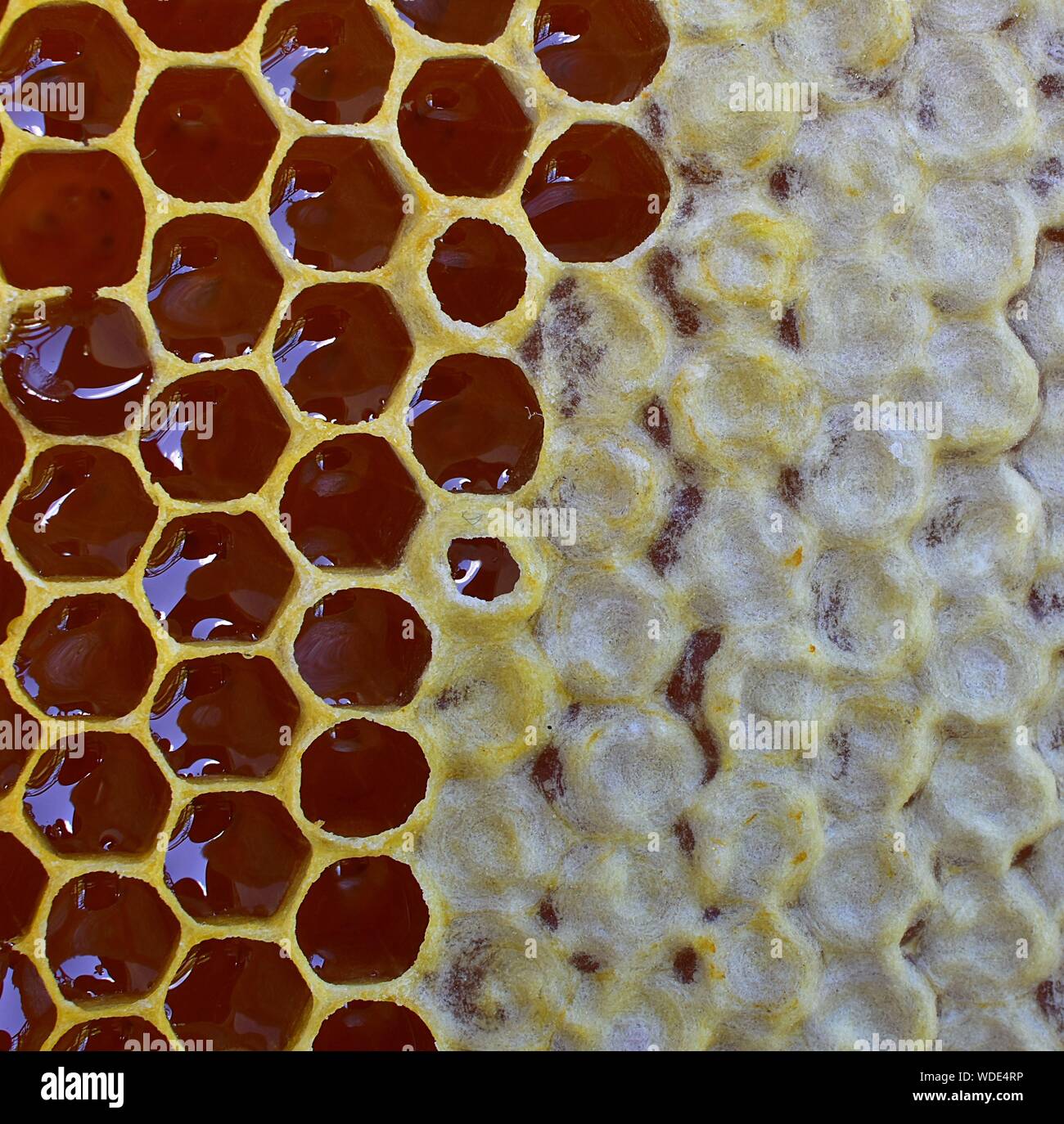 Honeycomb full hi-res stock photography and images - Alamy
