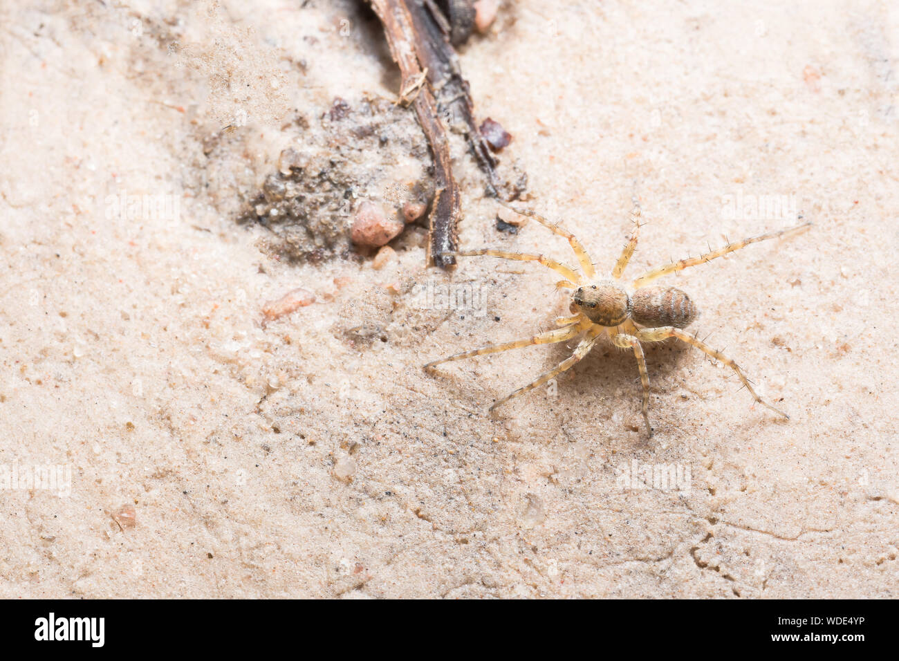 Sand spider hi-res stock photography and images - Alamy