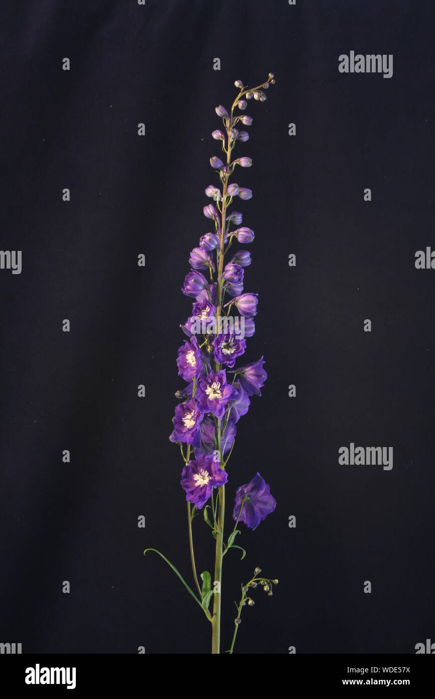 Single stalk flowers hi-res stock photography and images - Alamy
