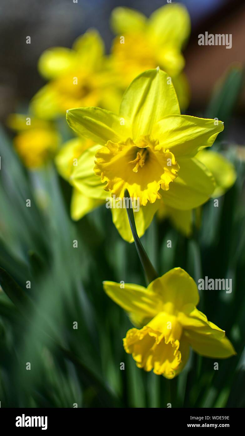 Yellow daffodils in spring time with nature backgrounds Stock Photo - Alamy