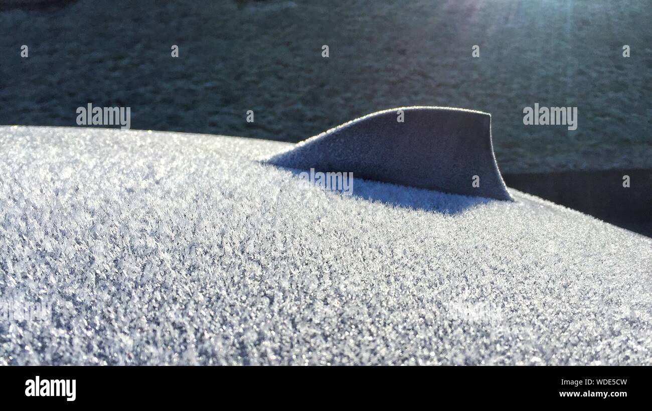 Cold Water Shark High Resolution Stock Photography and Images - Alamy