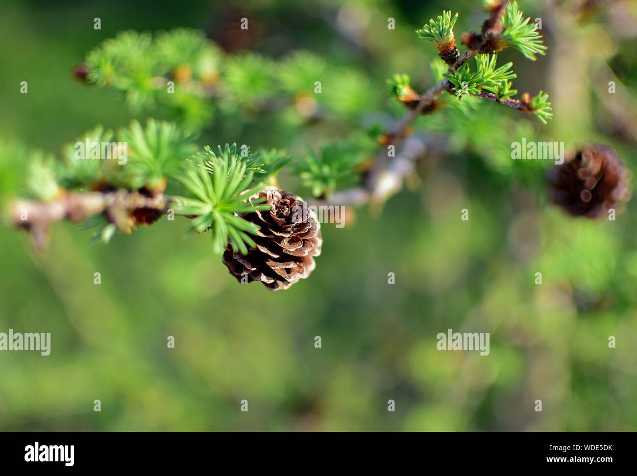 Conifer bud tree spring hi-res stock photography and images - Alamy