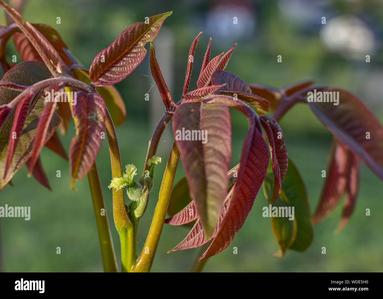 Walnut grove hi-res stock photography and images - Alamy