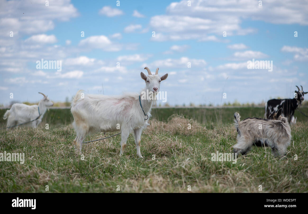 Goat rope hi-res stock photography and images - Alamy