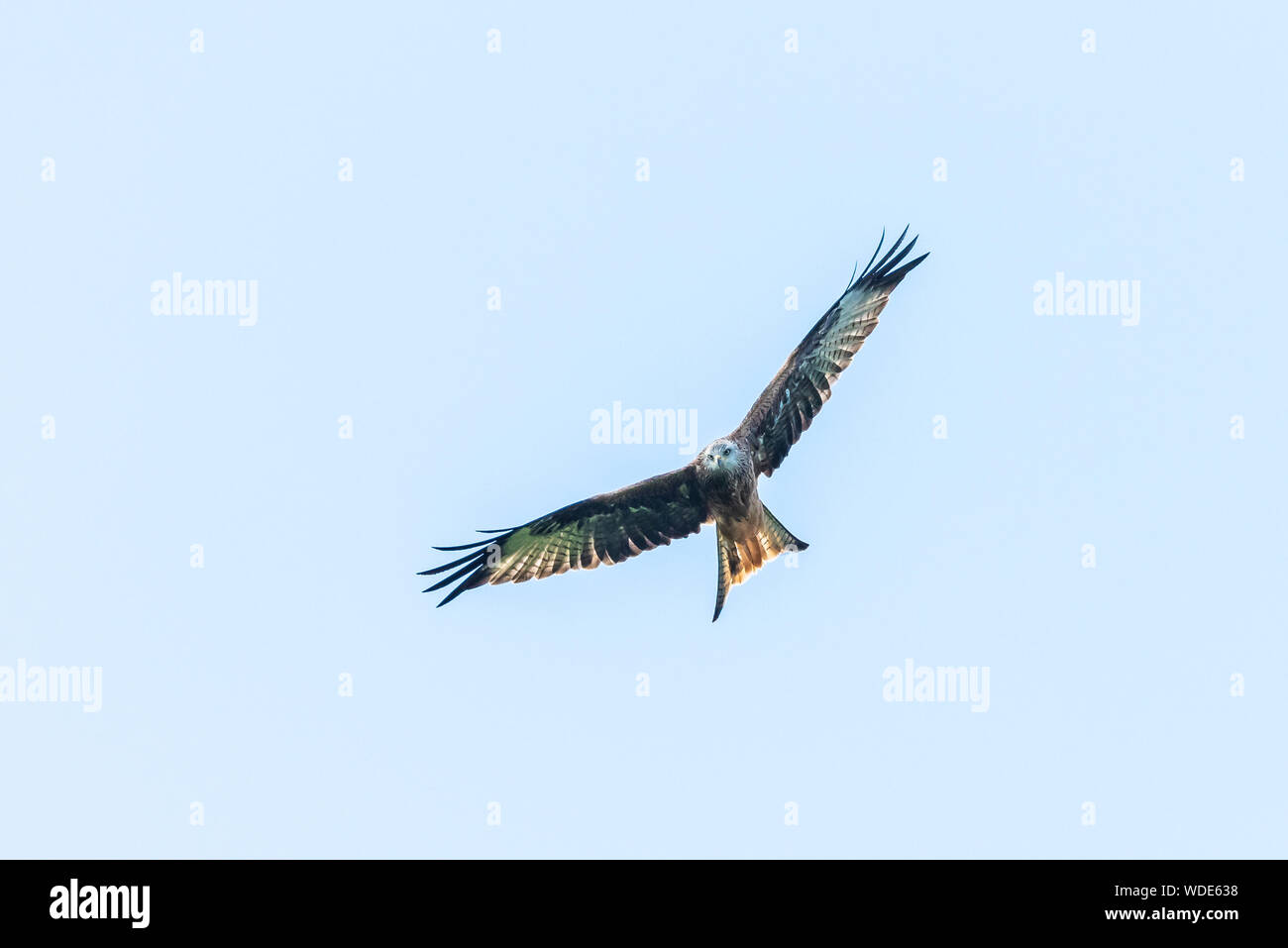 Red kite, Milvus milvus, in Wales, swooping towards camera Stock Photo ...