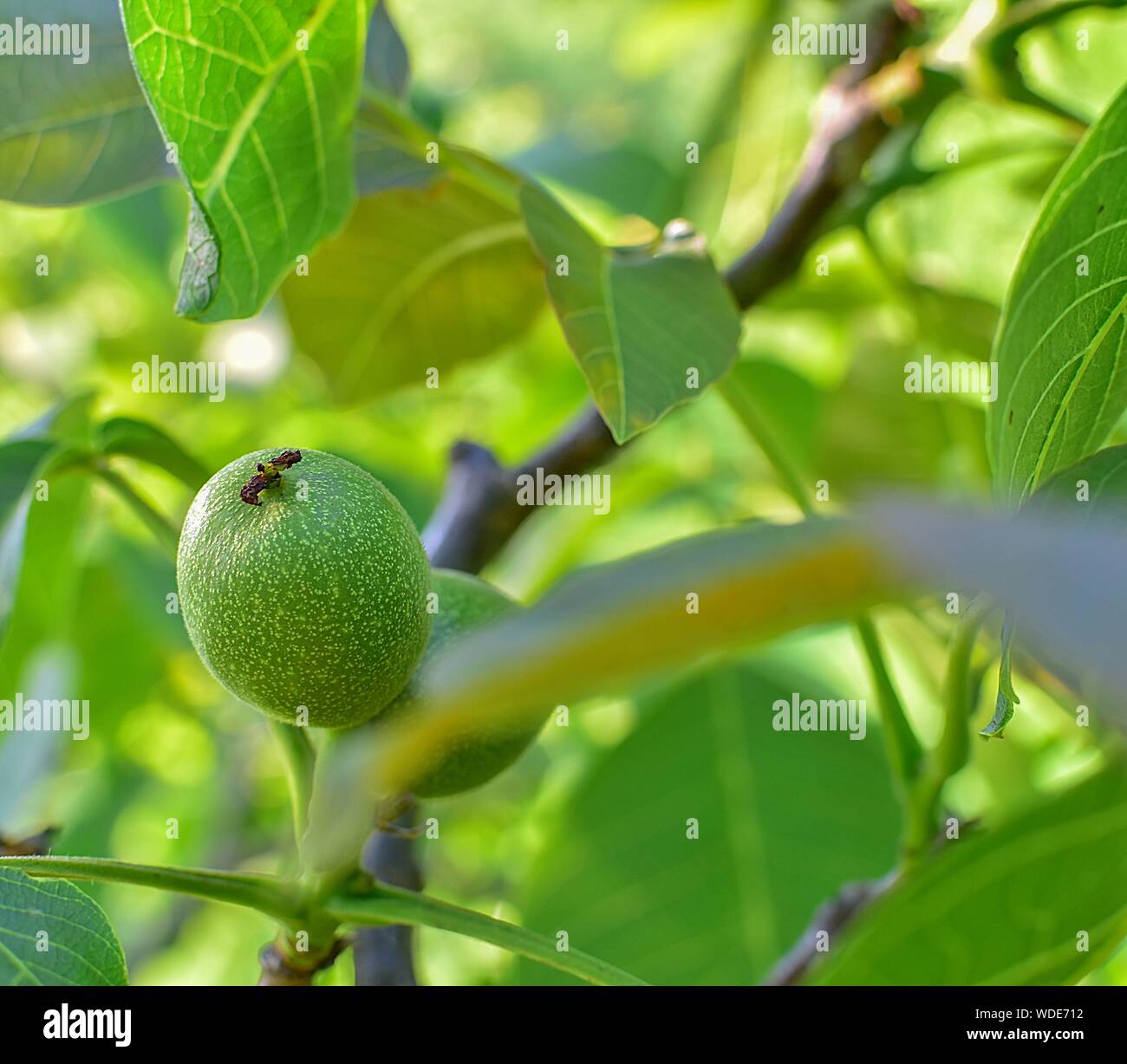 Fresh green fruits hi-res stock photography and images - Alamy