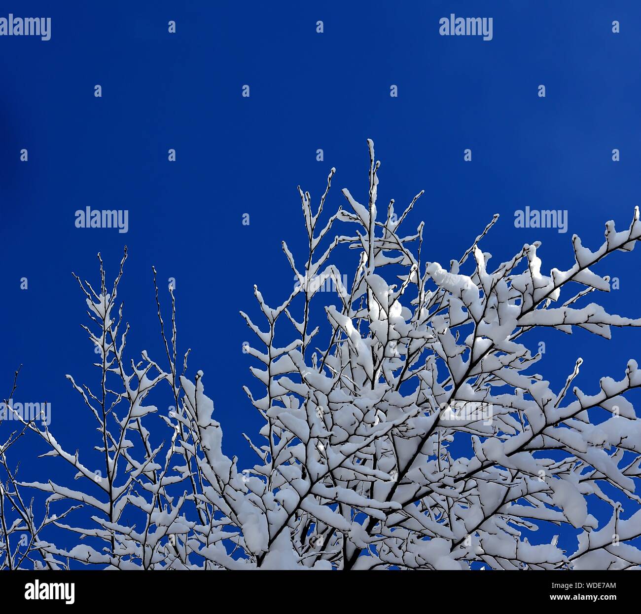 Snowy branches hi-res stock photography and images - Alamy