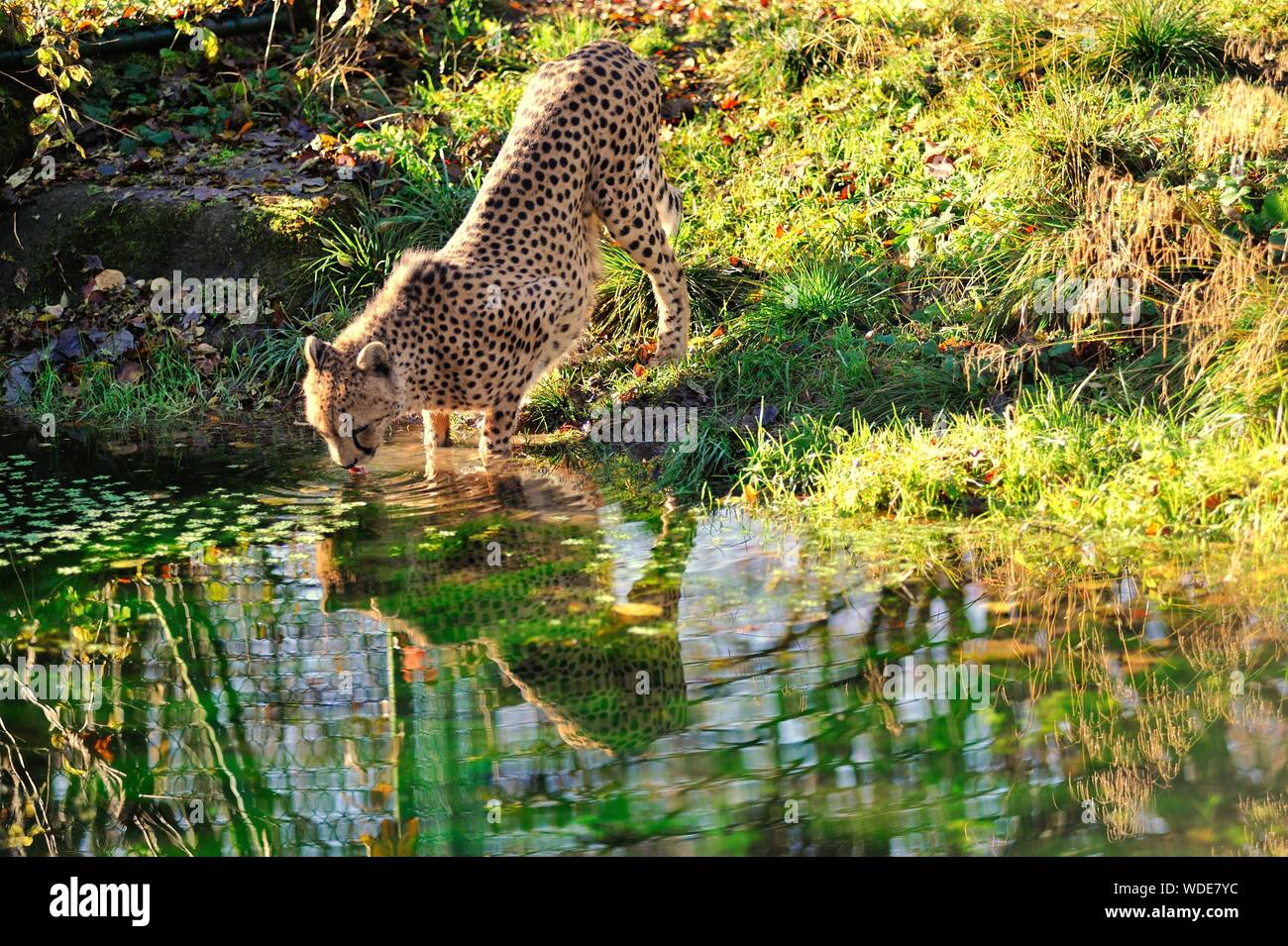 Cheetah in sunlight hi-res stock photography and images - Alamy