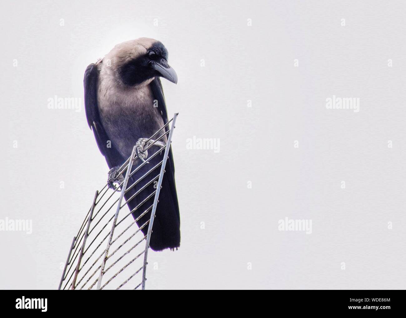 Raven against clear sky hi-res stock photography and images - Alamy