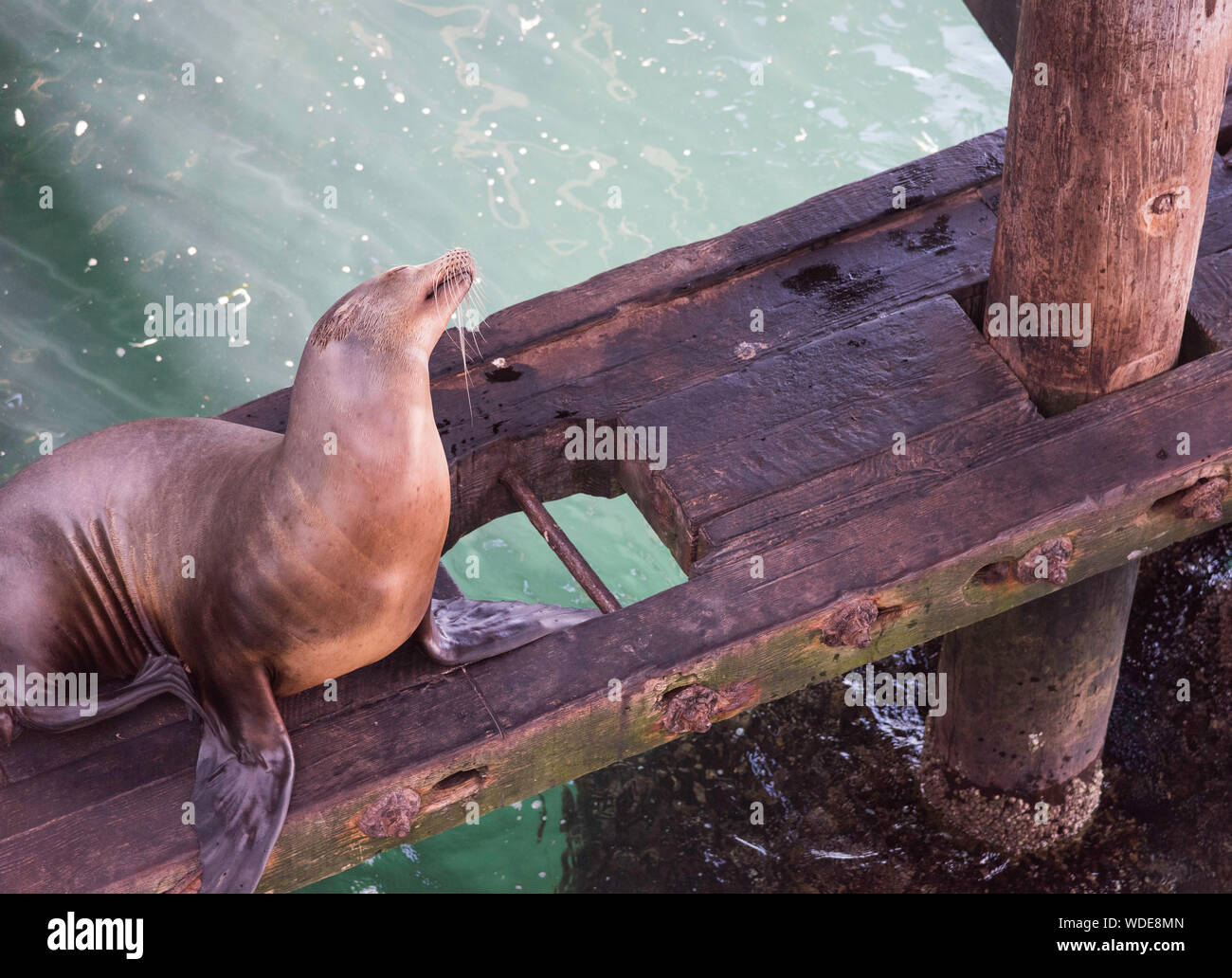 Wood diving platform hi-res stock photography and images - Alamy
