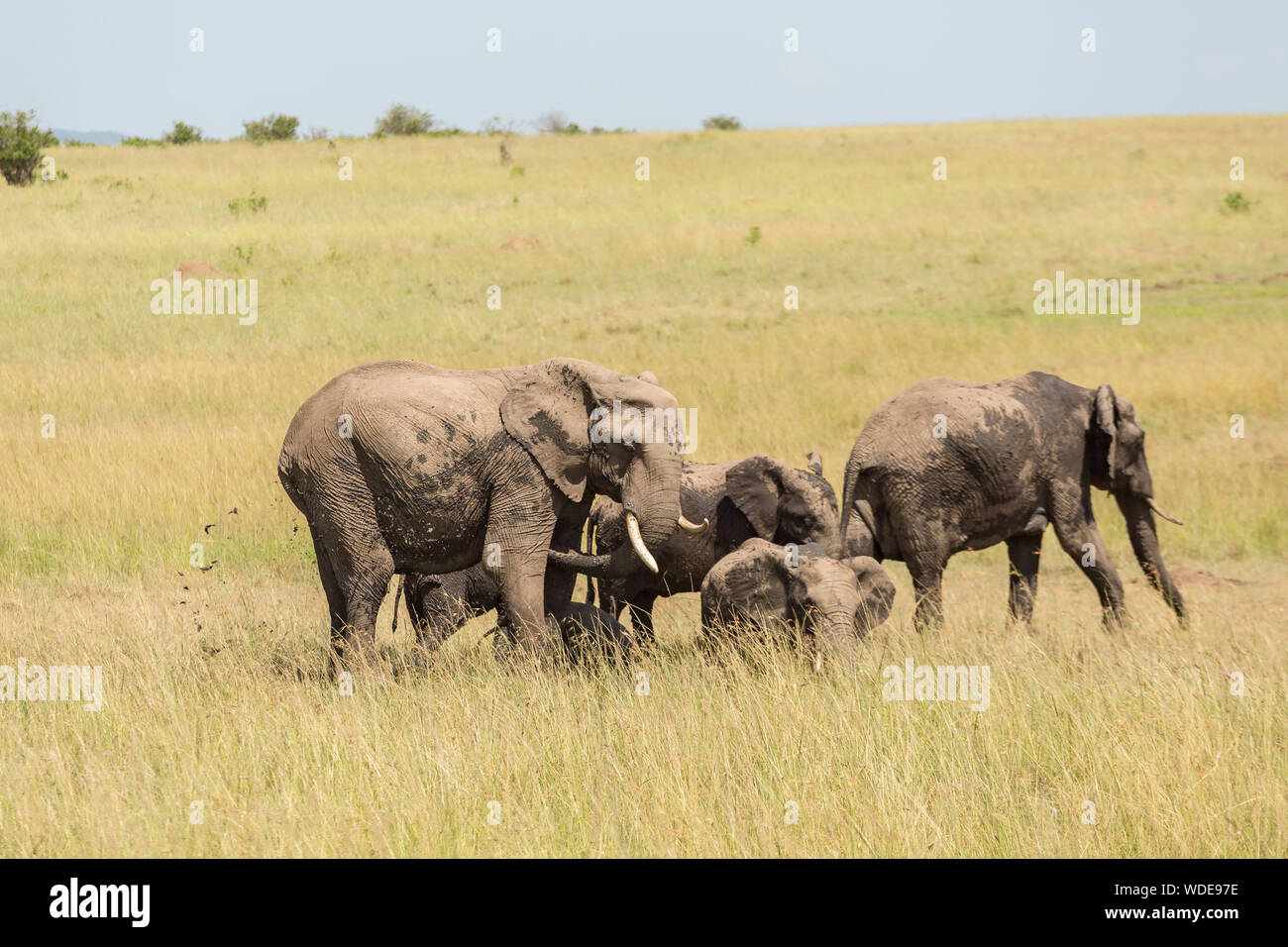 Pit of the elephant hi-res stock photography and images - Alamy