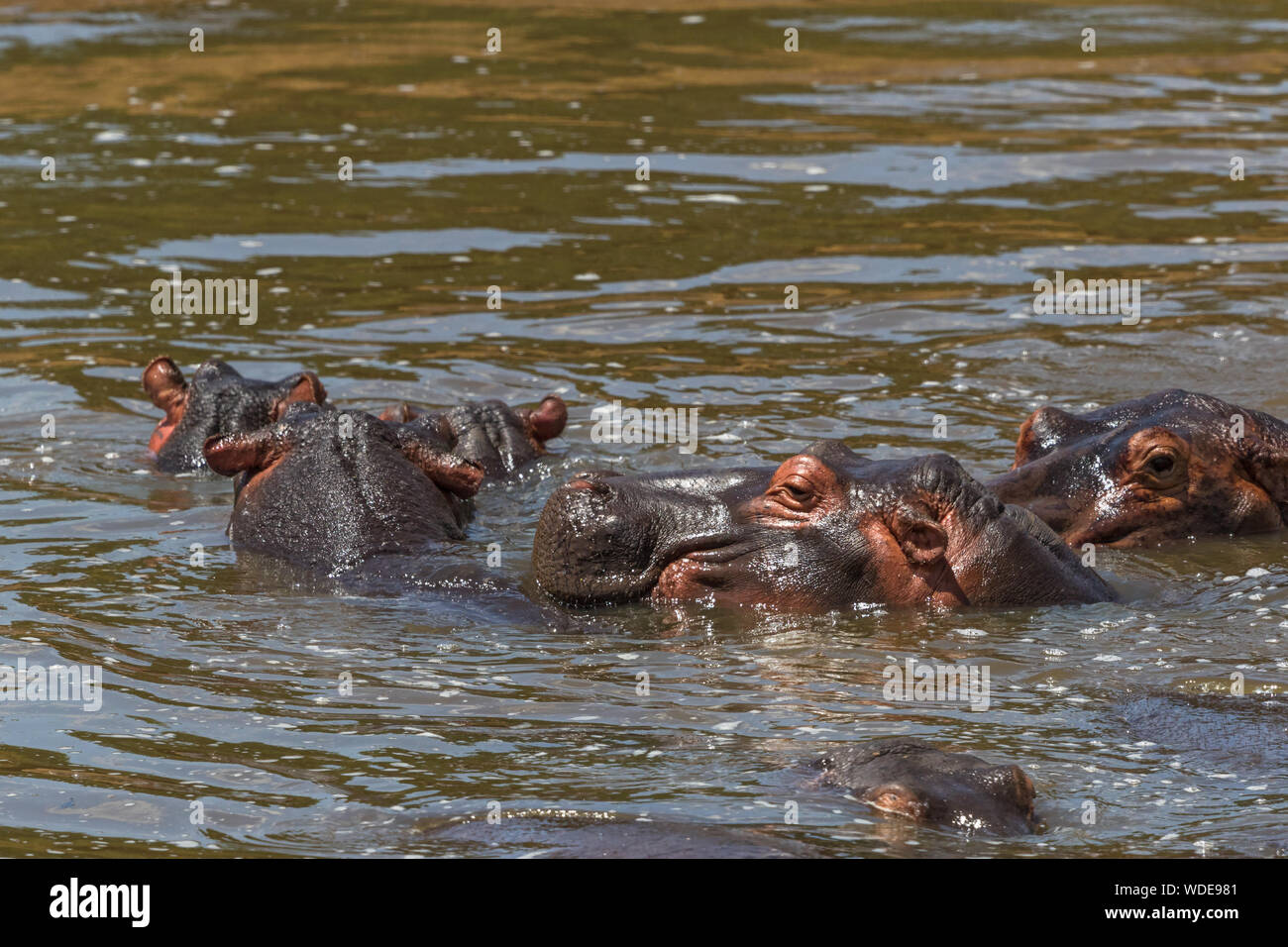 Hippos swimming in lake hi-res stock photography and images - Alamy