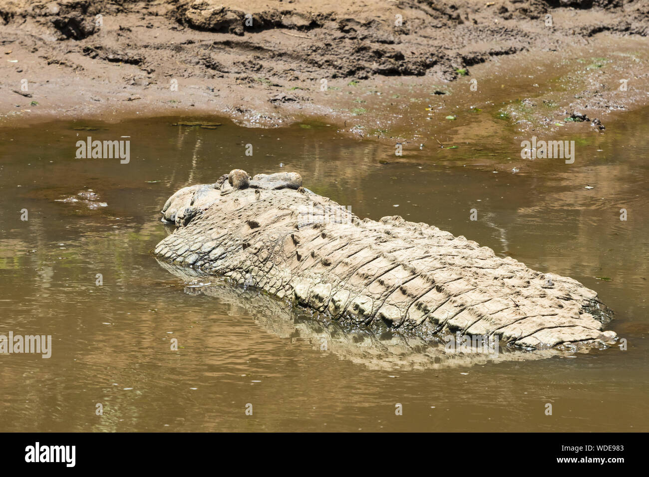 Nile Crocodile Or Common Crocodile Crocodylus Niloticus In Mara River ...