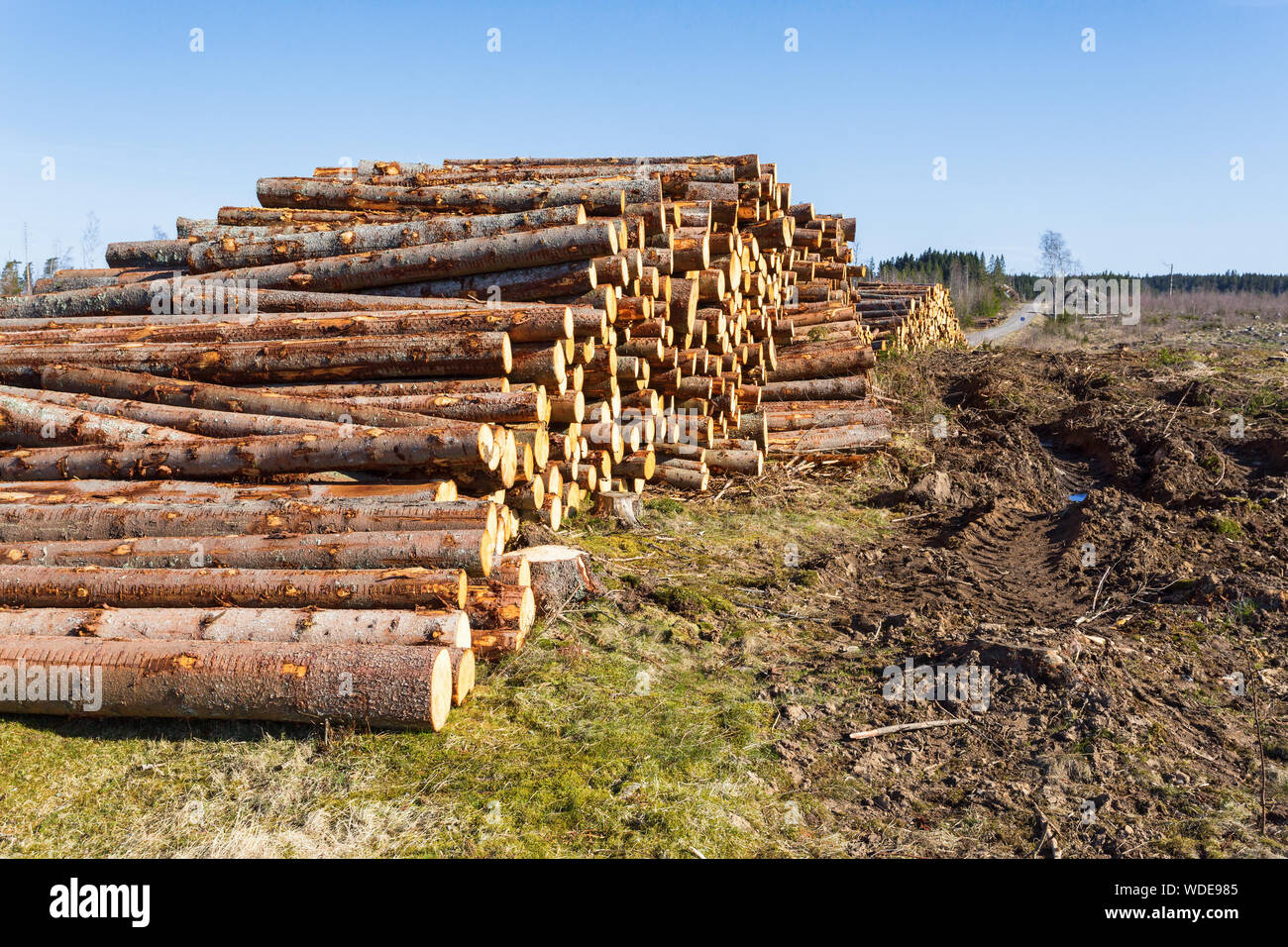 Clear cut forest hi-res stock photography and images - Alamy
