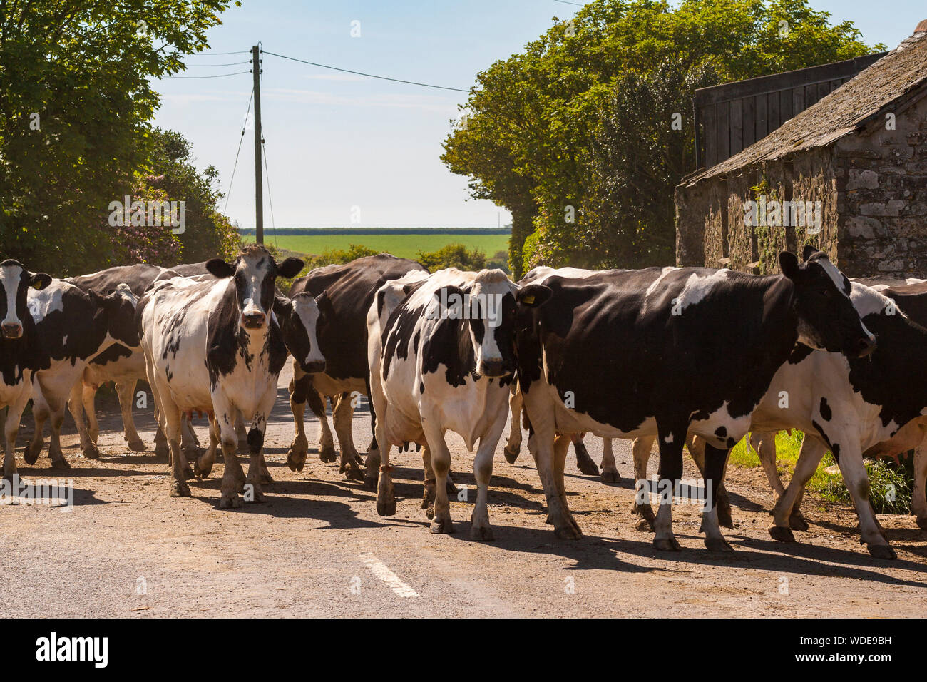 dairy cows crossing a road in the devon countryside on a sunny day ...