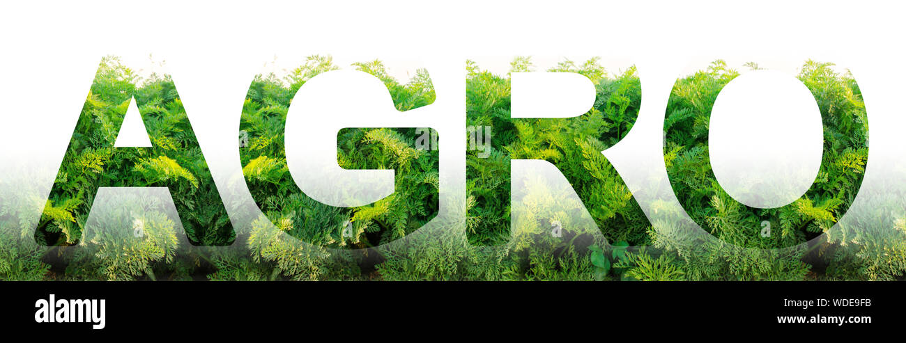 The inscription Agro on the background carrot leaves plantation. agro ...