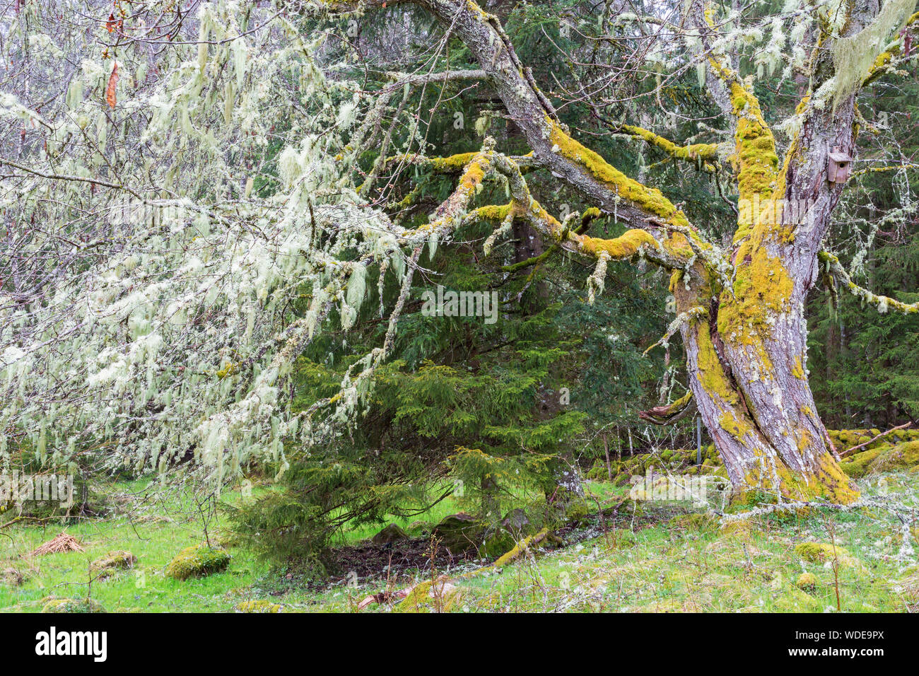 Old deciduous trees with moss on branches Stock Photo - Alamy