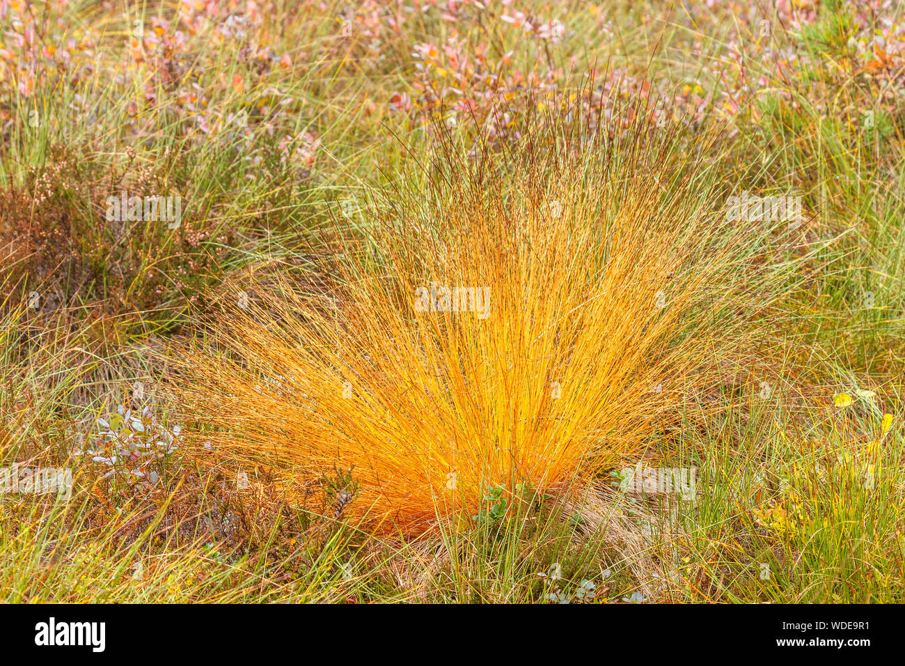 Grass blade tuft hi-res stock photography and images - Alamy