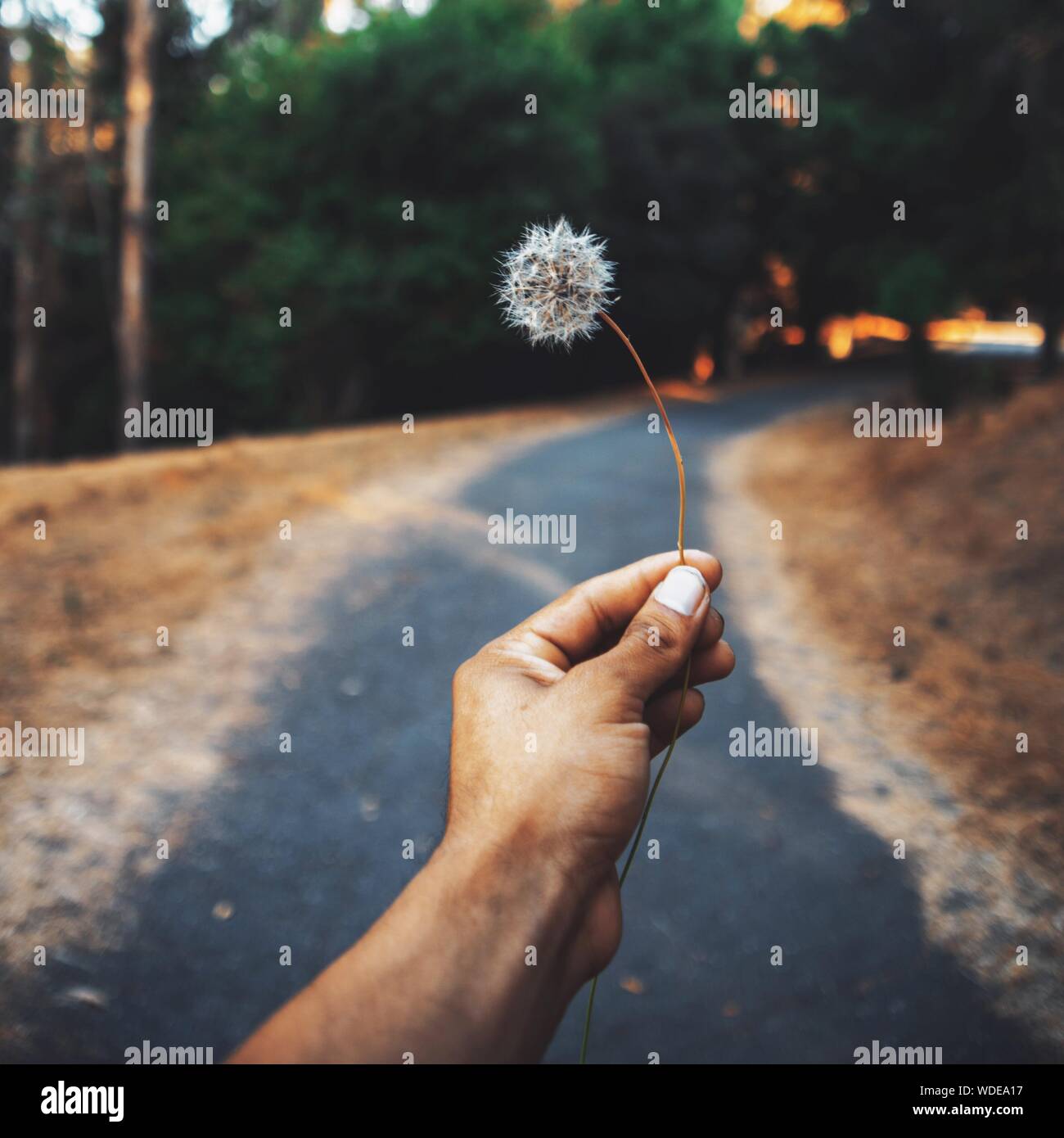Hand holding dandelion close up hi-res stock photography and images - Alamy