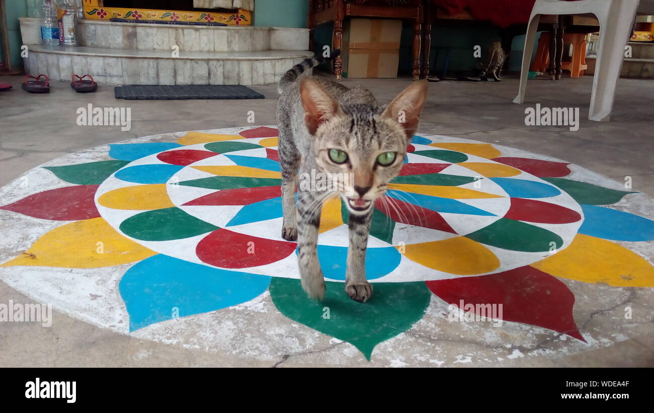 Multi colored kitten hi-res stock photography and images - Alamy