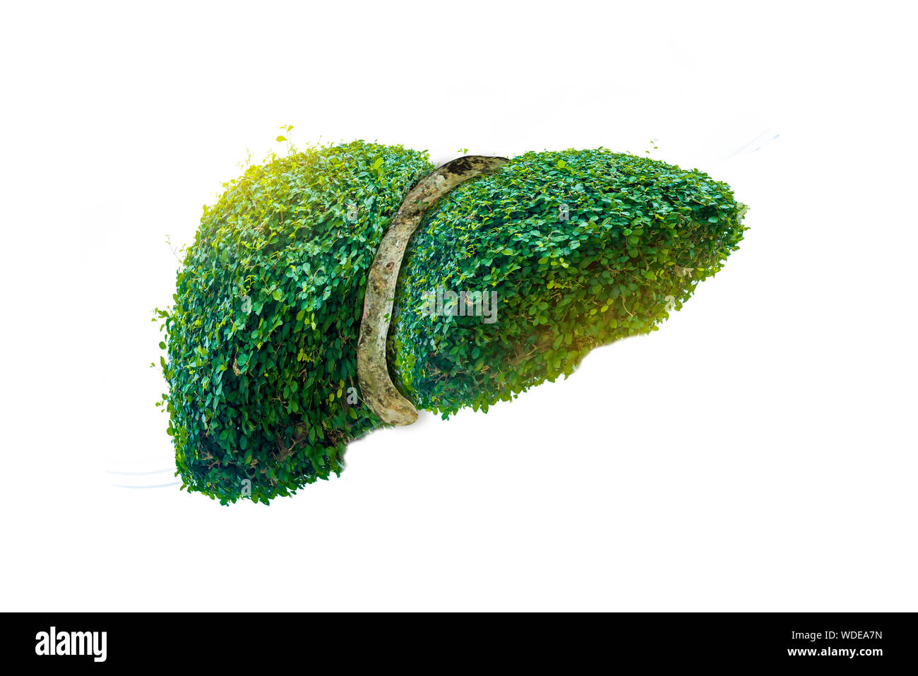Realistic liver images are human green tree shapes about diseases and ...