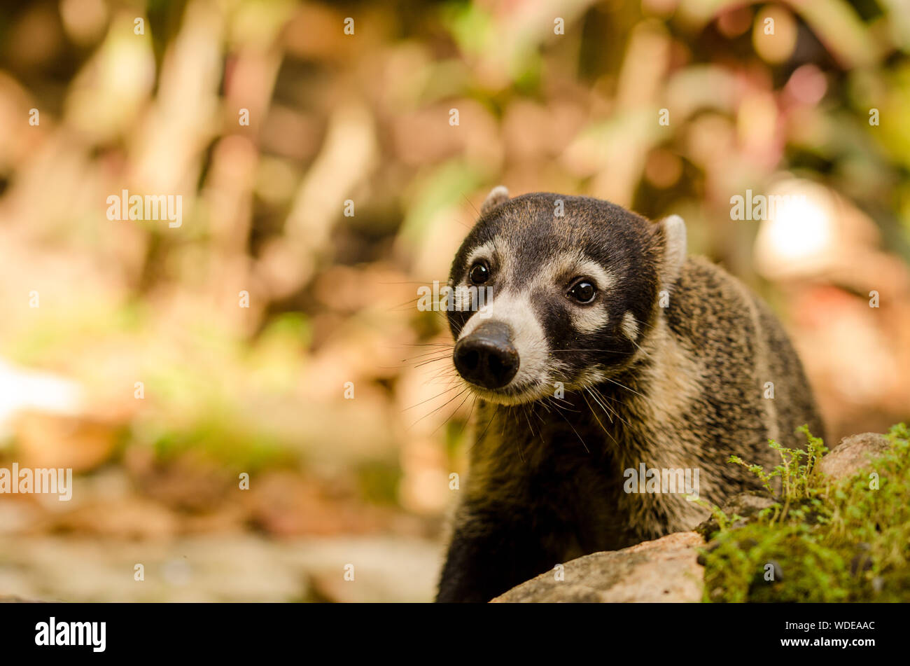 Coati Up Close High Resolution Stock Photography and Images - Alamy