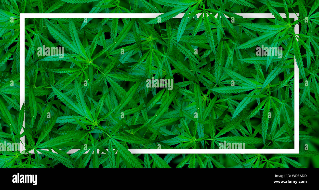 Marijuana leaf illustrations on cannabis Dark background, beautiful ...