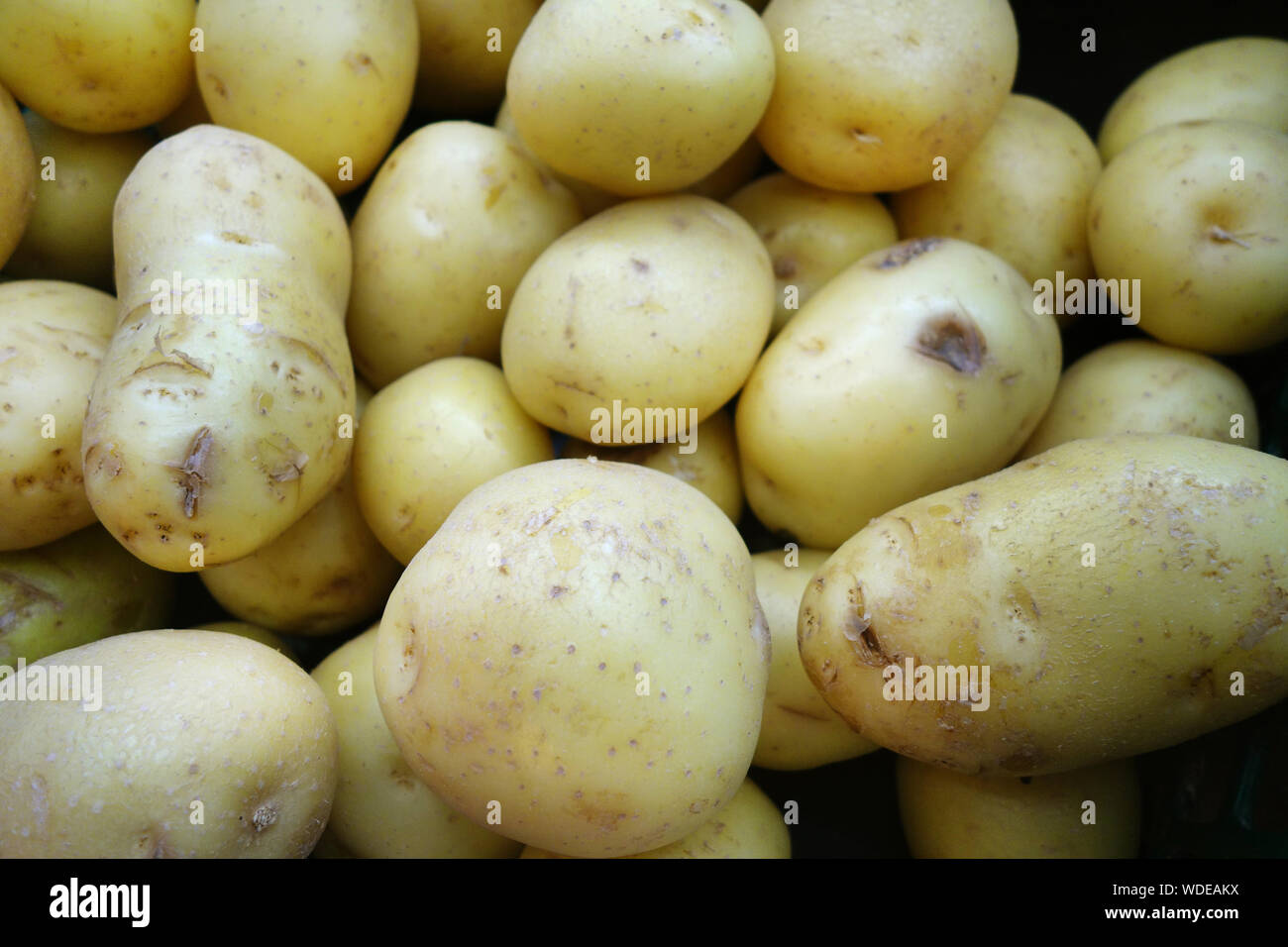 Yukon gold potato hi-res stock photography and images - Alamy
