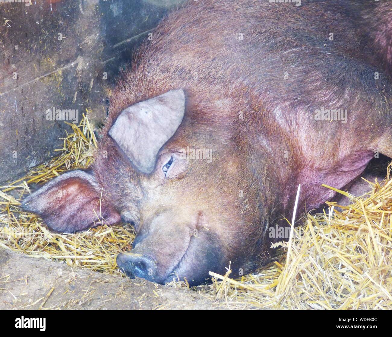 Pig lying down hi-res stock photography and images - Alamy