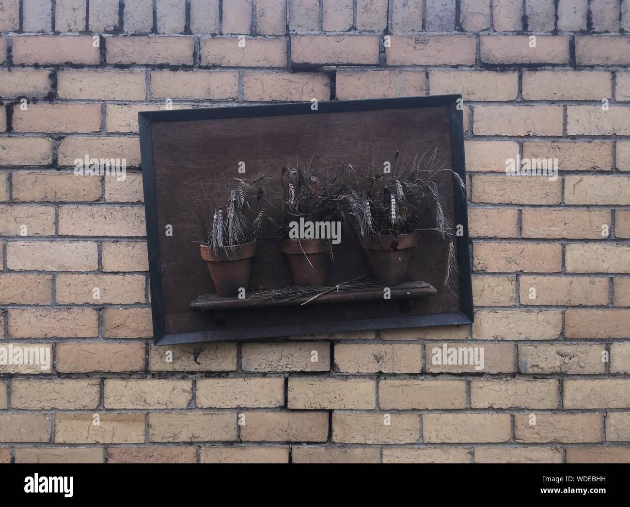 Dead Potted Plant High Resolution Stock Photography and Images - Alamy