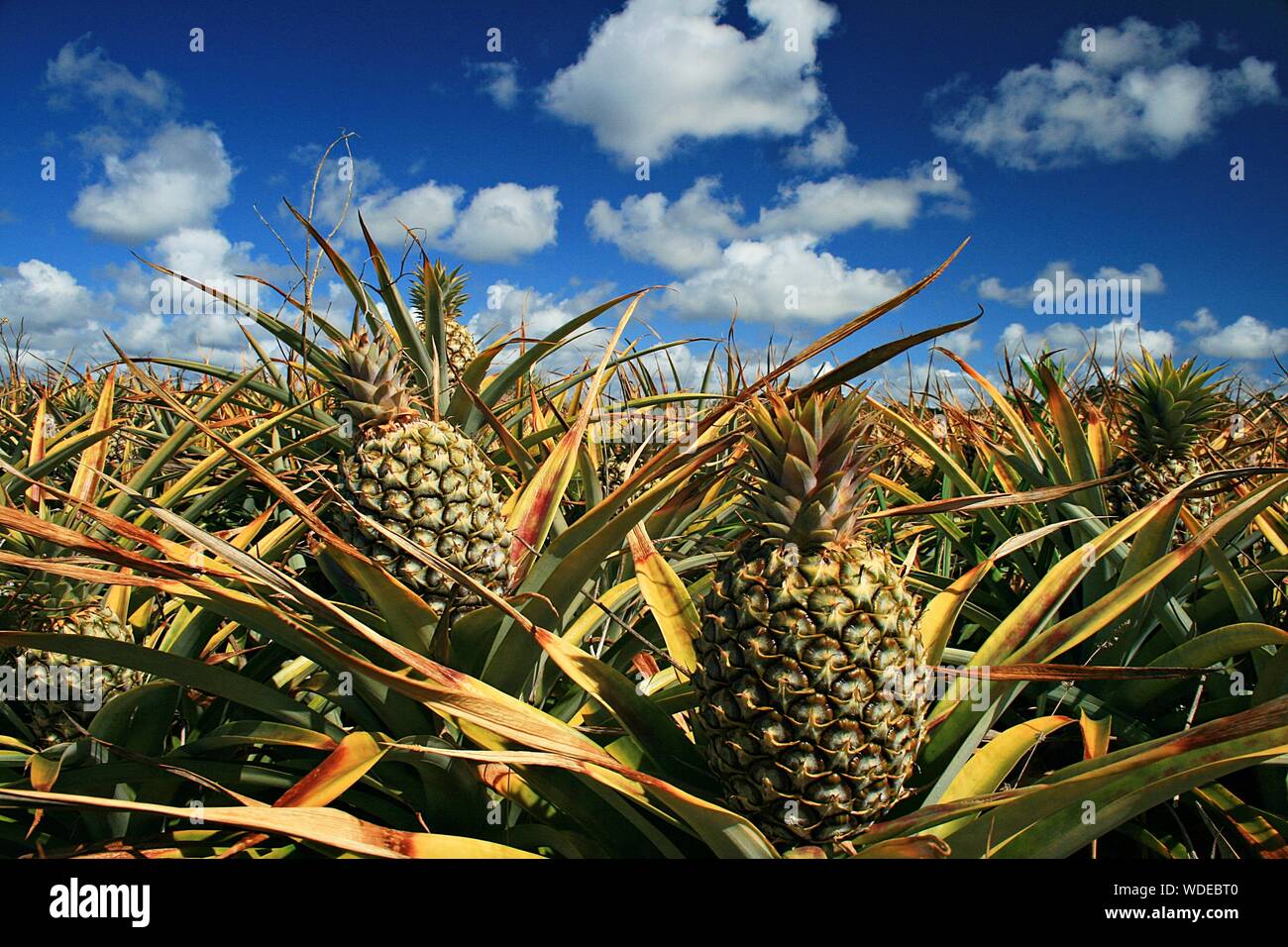 Growing pineapples hi-res stock photography and images - Alamy