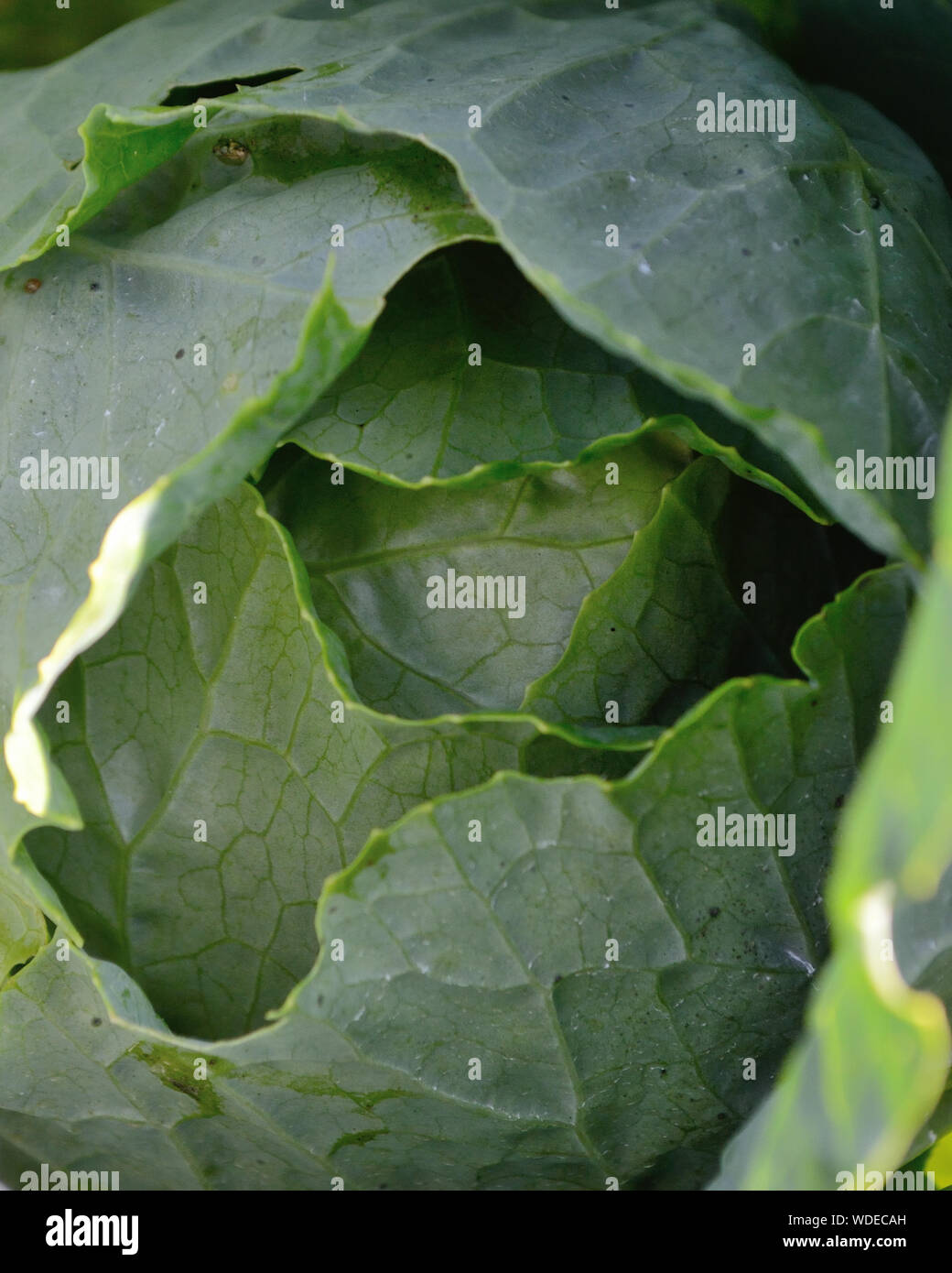 Green cabbage growing in a field, close up Stock Photo - Alamy
