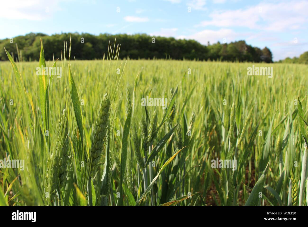 Growing wheat on farm hi-res stock photography and images - Alamy
