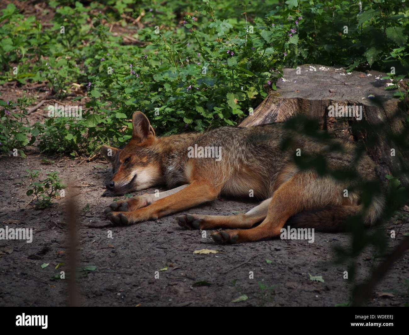 Jackal eyes hi-res stock photography and images - Alamy