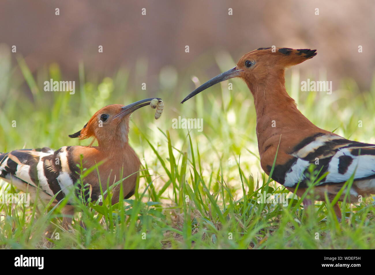 Two hoopoes hi-res stock photography and images - Alamy