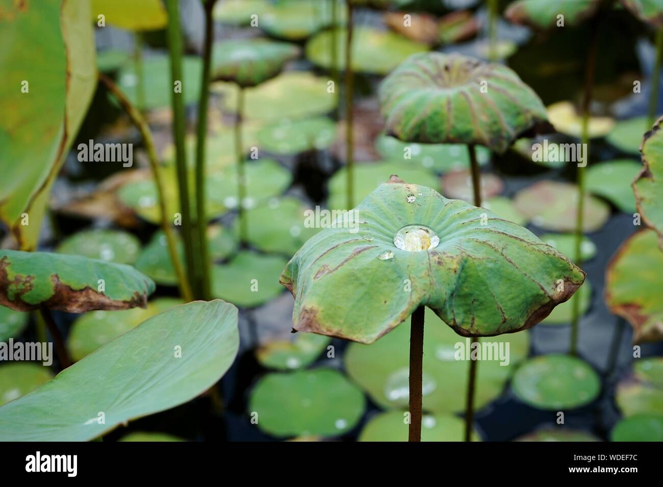 Water drop on lotus hi-res stock photography and images - Alamy