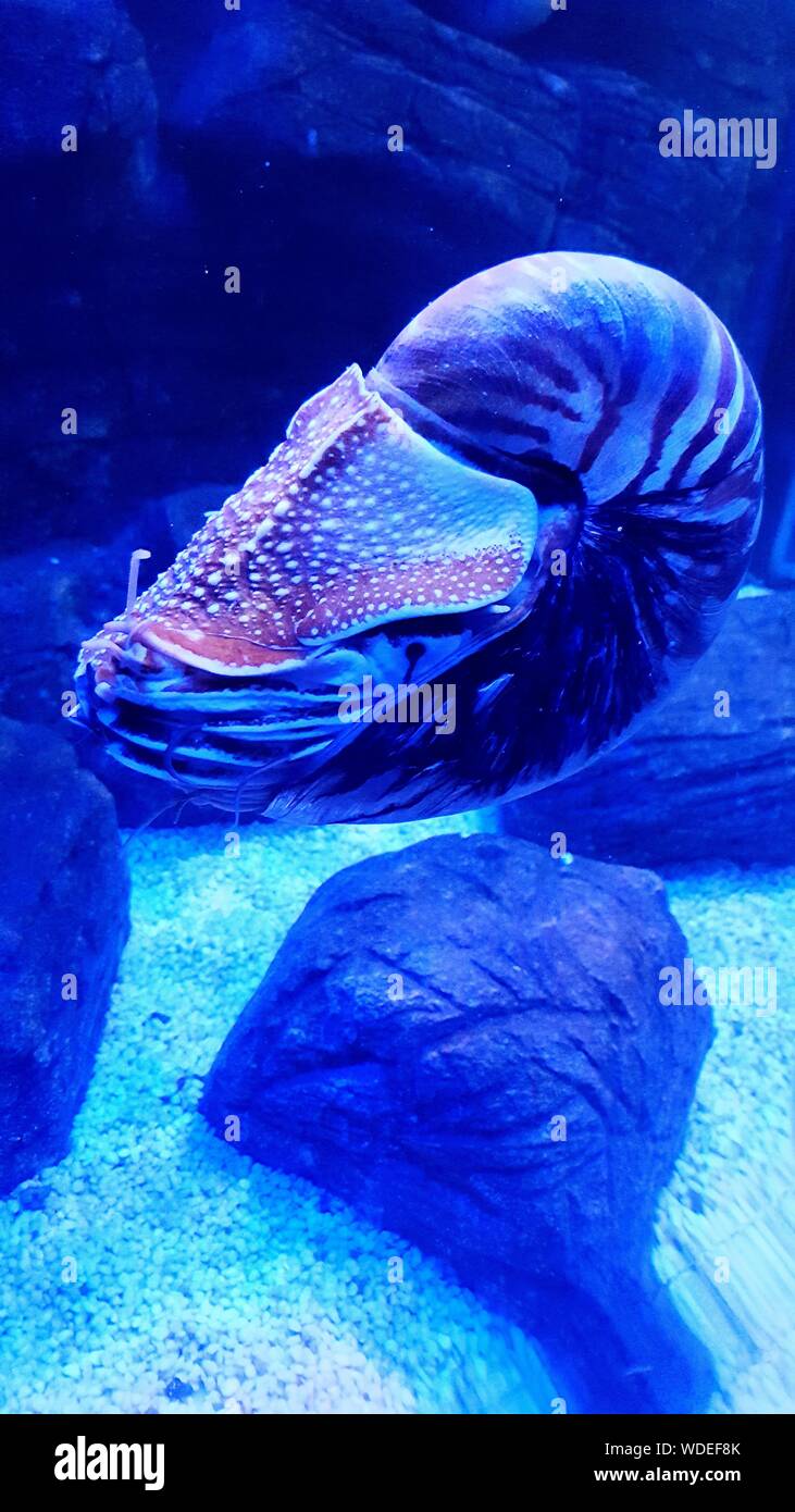 Nautilidae hi-res stock photography and images - Alamy