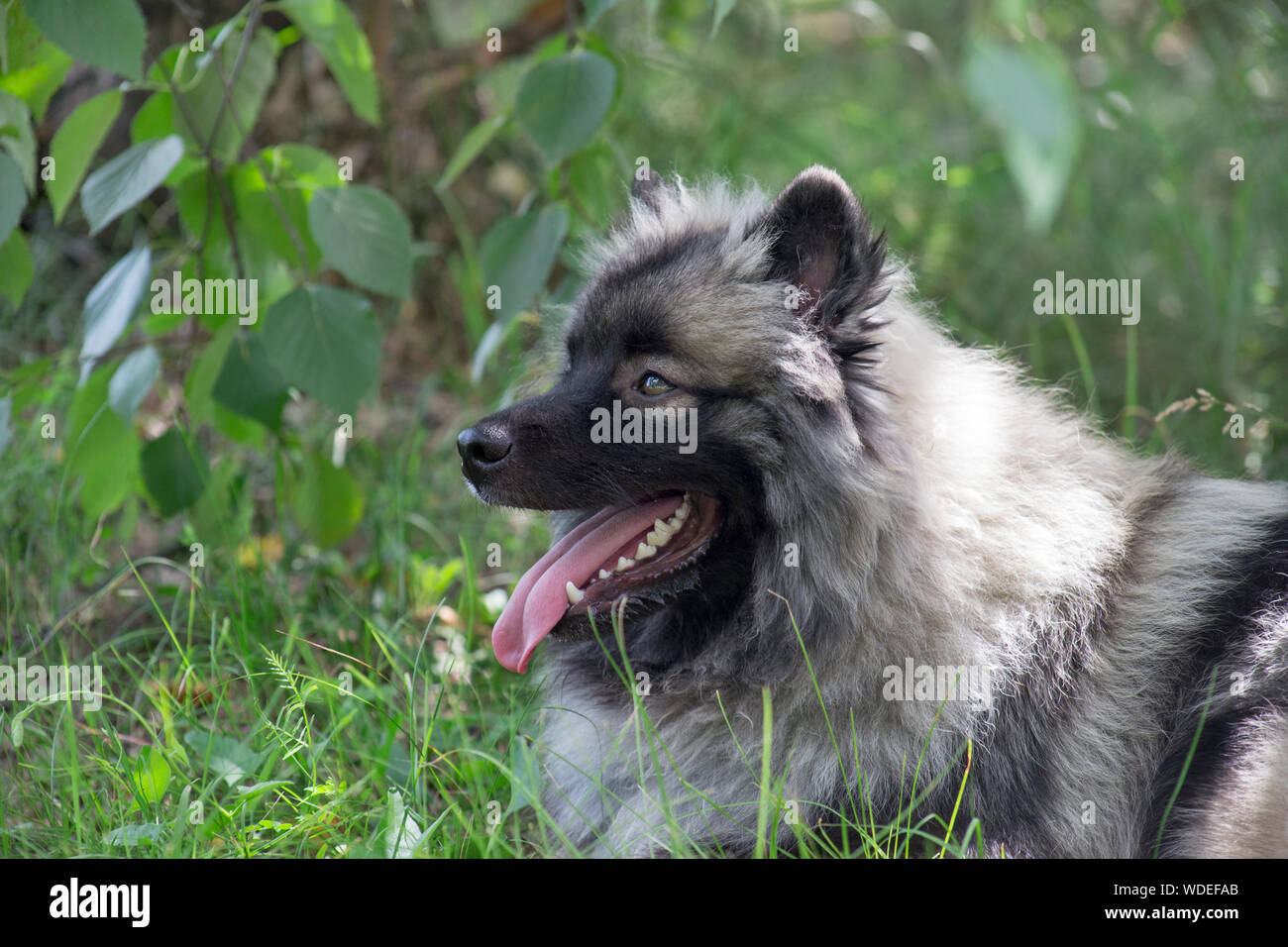 German wolfspitz hi-res stock photography and images - Alamy