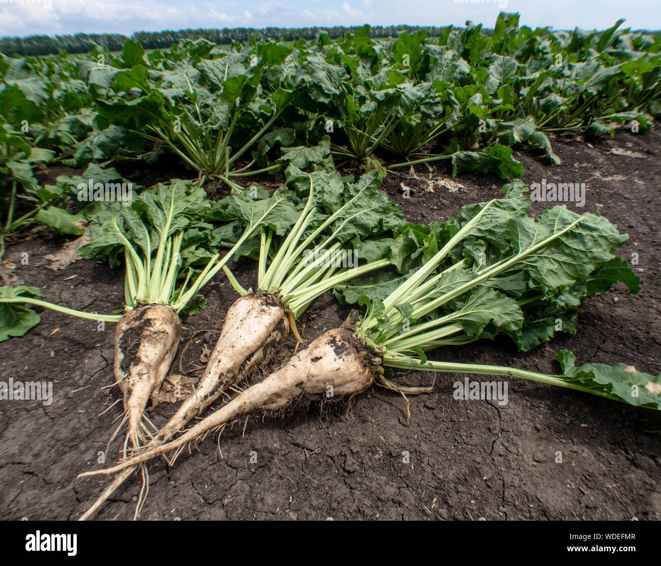 Radish root field hi-res stock photography and images - Alamy